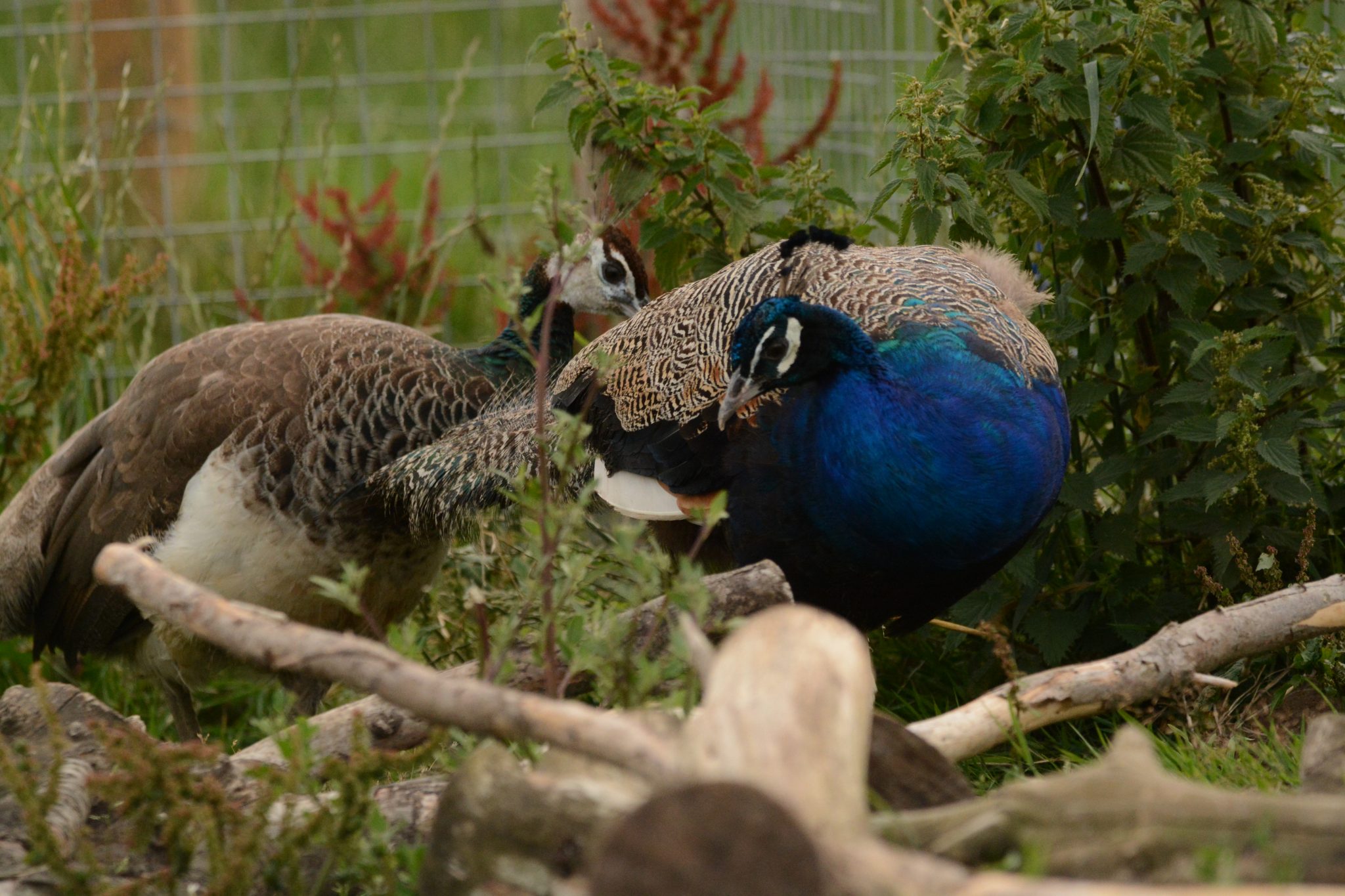 Nicks Farm Peacock - Nicks Farm | Dorset