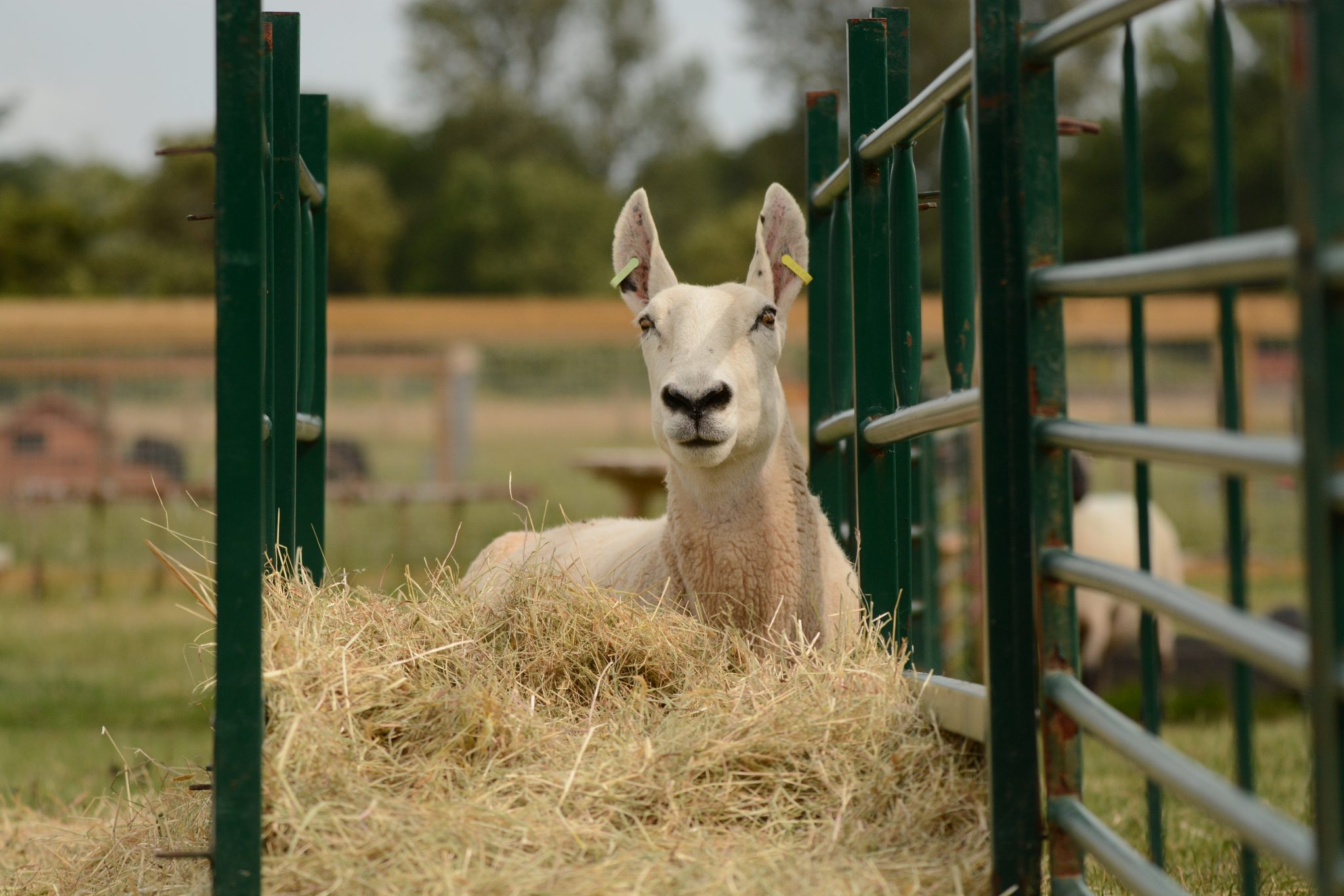 Young Farmers - Nicks Farm | Dorset