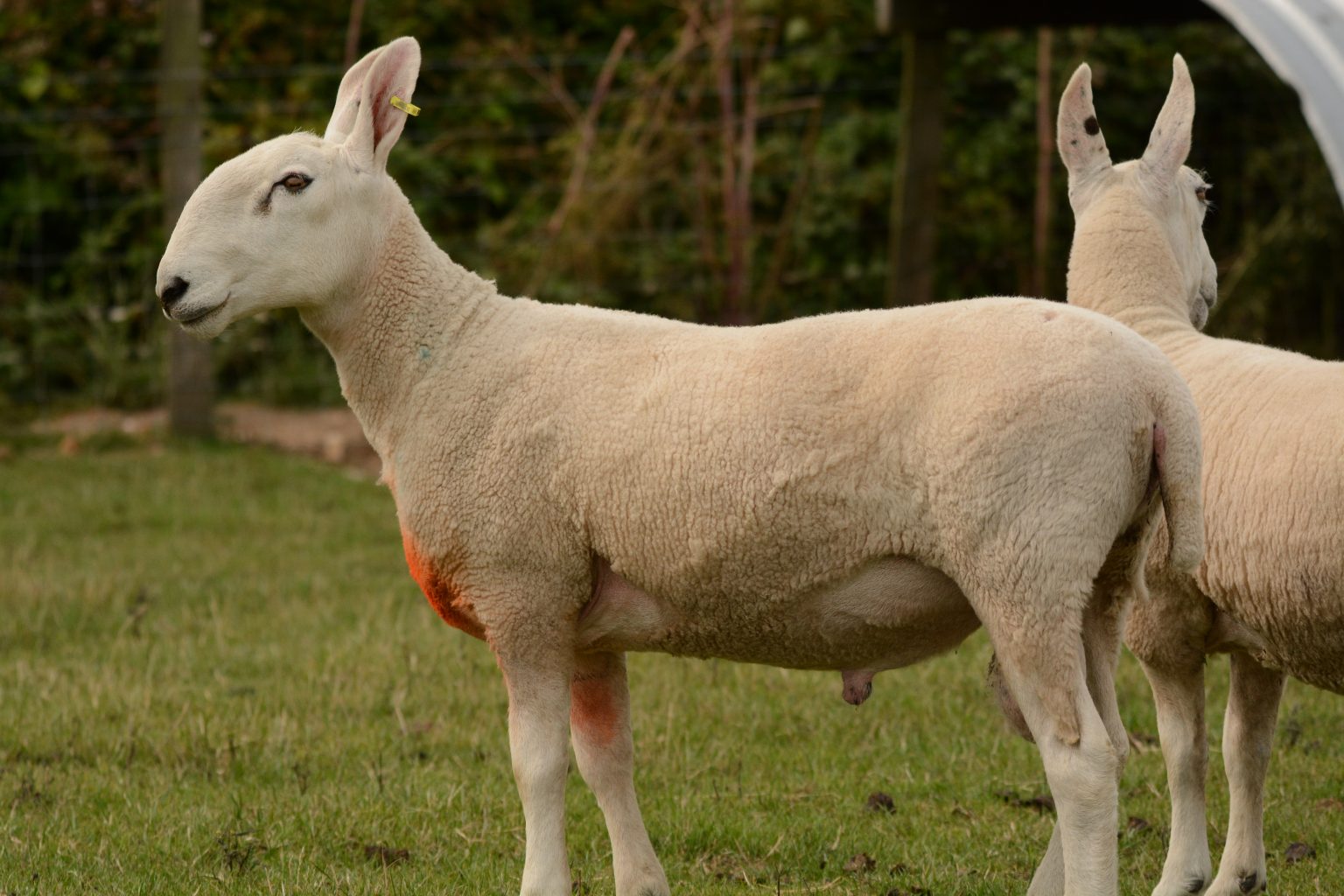 Home Education - Nicks Farm | Dorset