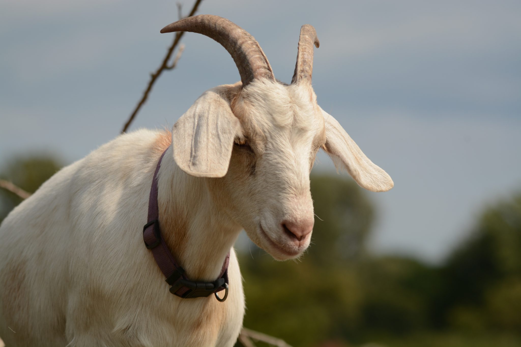 Goat & Sheep Trekking - Nicks Farm | Dorset