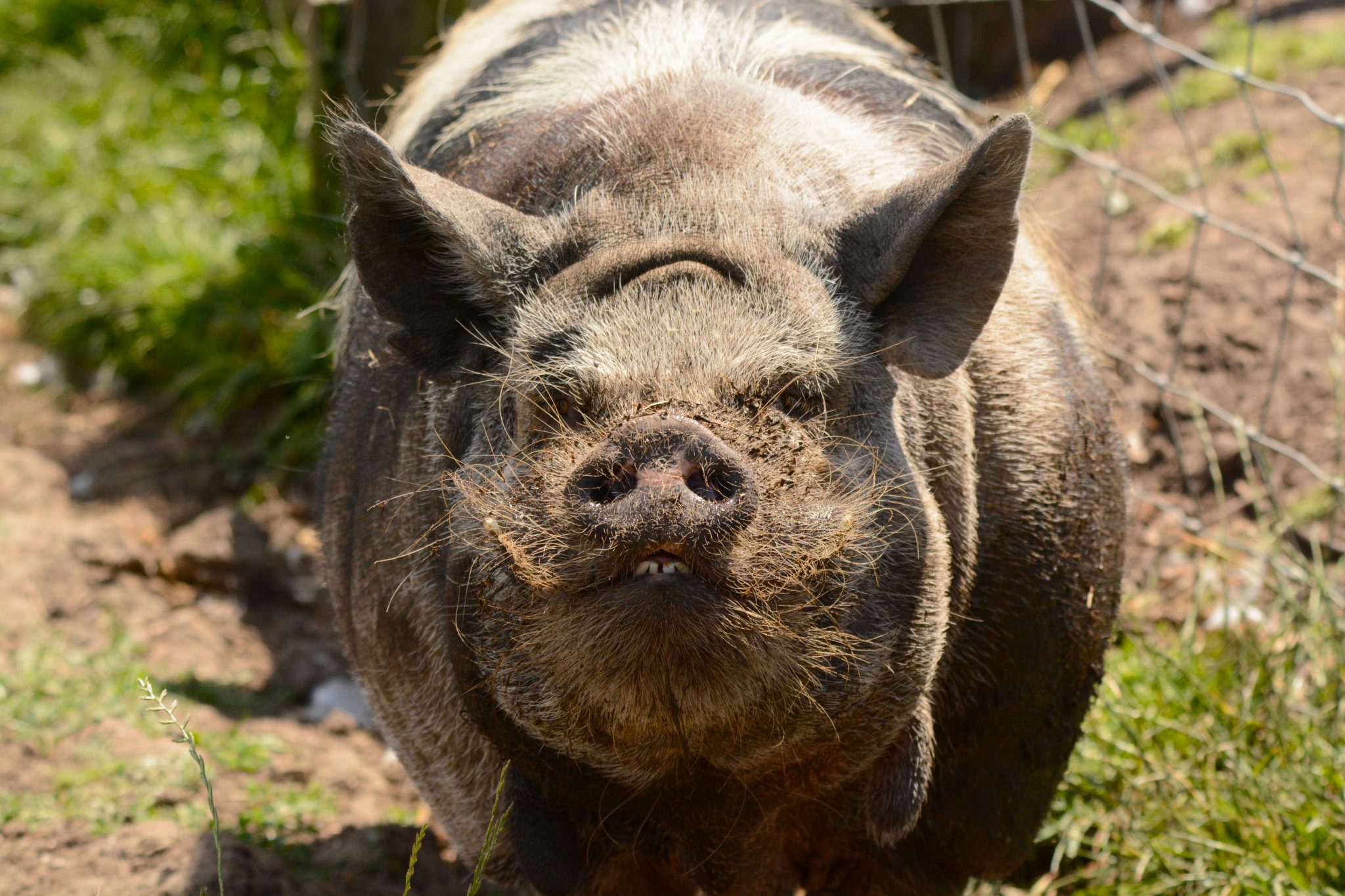 Bournemouth's Award-Winning Children's Farm Park